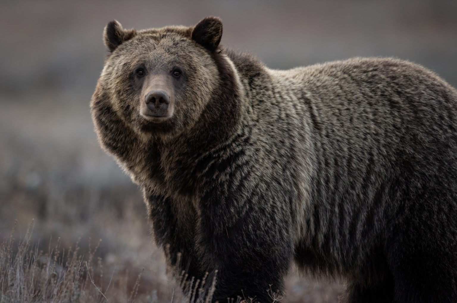 First Grizzly Attack of 2026! - Eastmans' Official Blog | Mule Deer ...